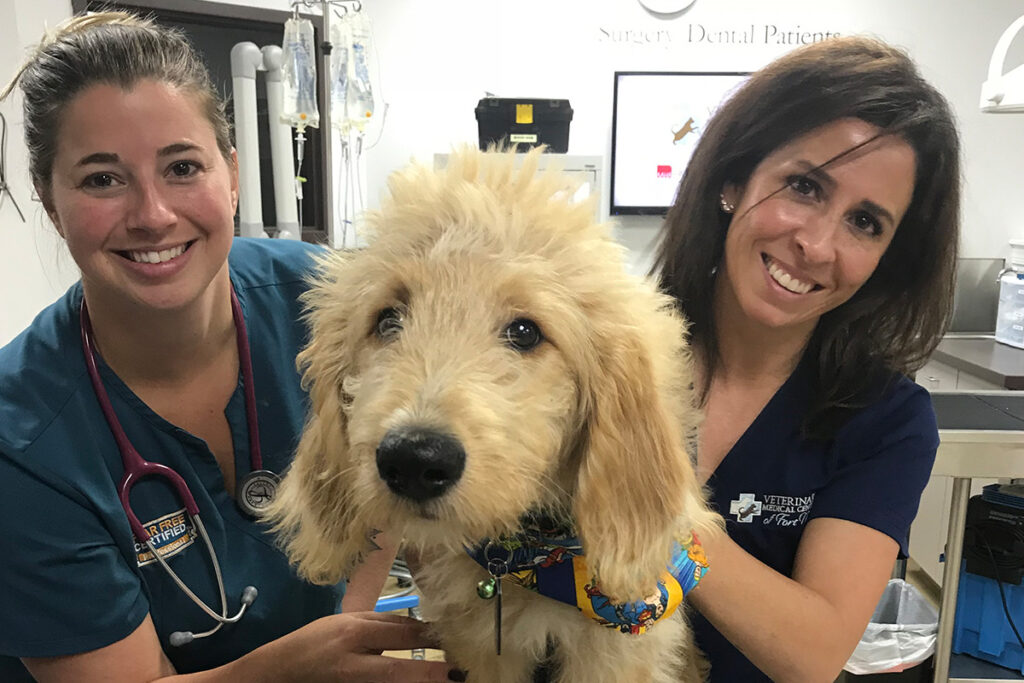 Home | Veterinary Medical Center of Fort Mill in Fort Mill, SC