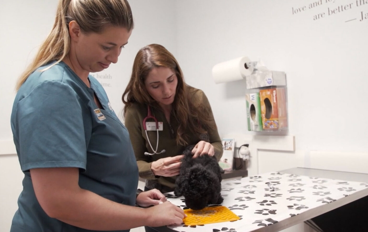 Home | Veterinary Medical Center of Fort Mill in Fort Mill, SC